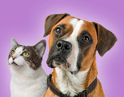 Referral Vet Midlands | Pet Orthopaedics | Pet Neurology | Movement ...