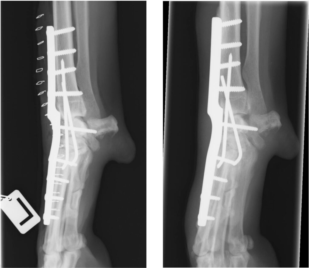 Carpus - Movement Referrals