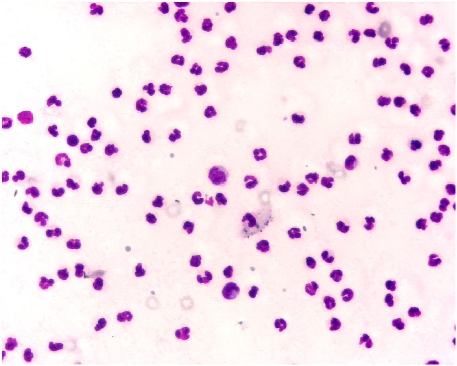 Immune-mediated polyarthritis - Movement Referrals