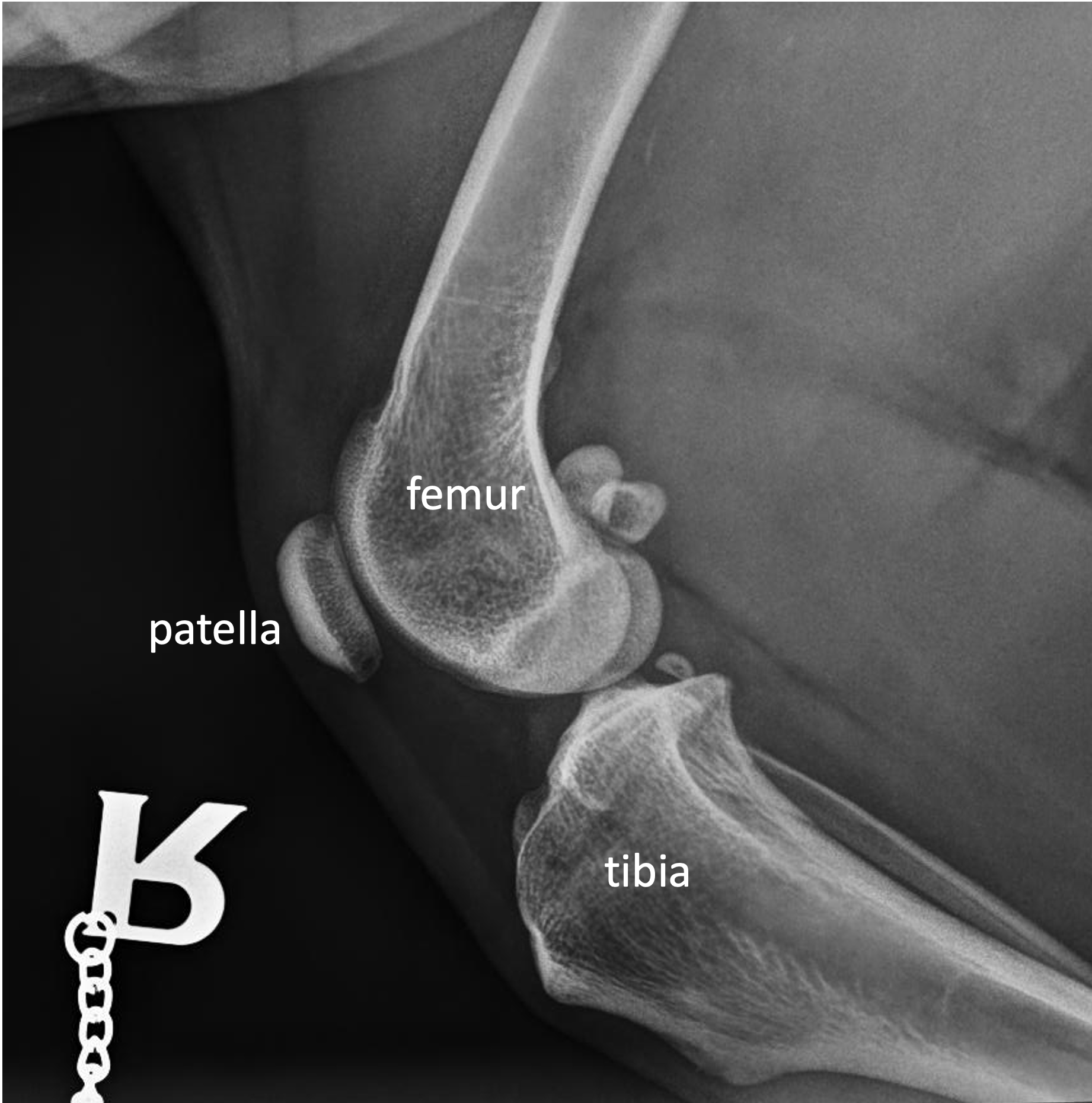 Stifle (knee) Joint - Movement Referrals