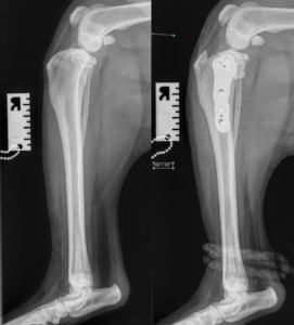 Cruciate ligament injuries - Movement Referrals
