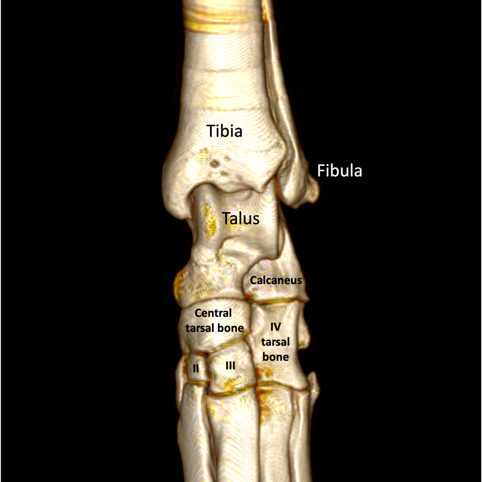 Tarsus - Movement Referrals